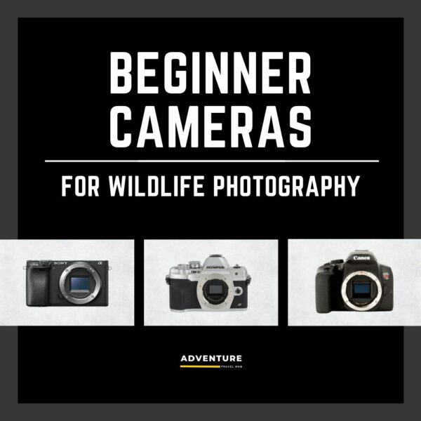 Best Wildlife Photography Cameras for Beginners | ATH